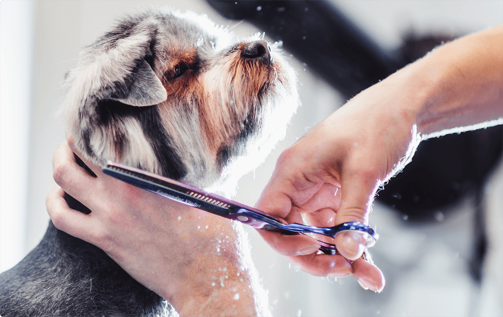 The Pack Leader - Mobile Dog Grooming - Heath, TX