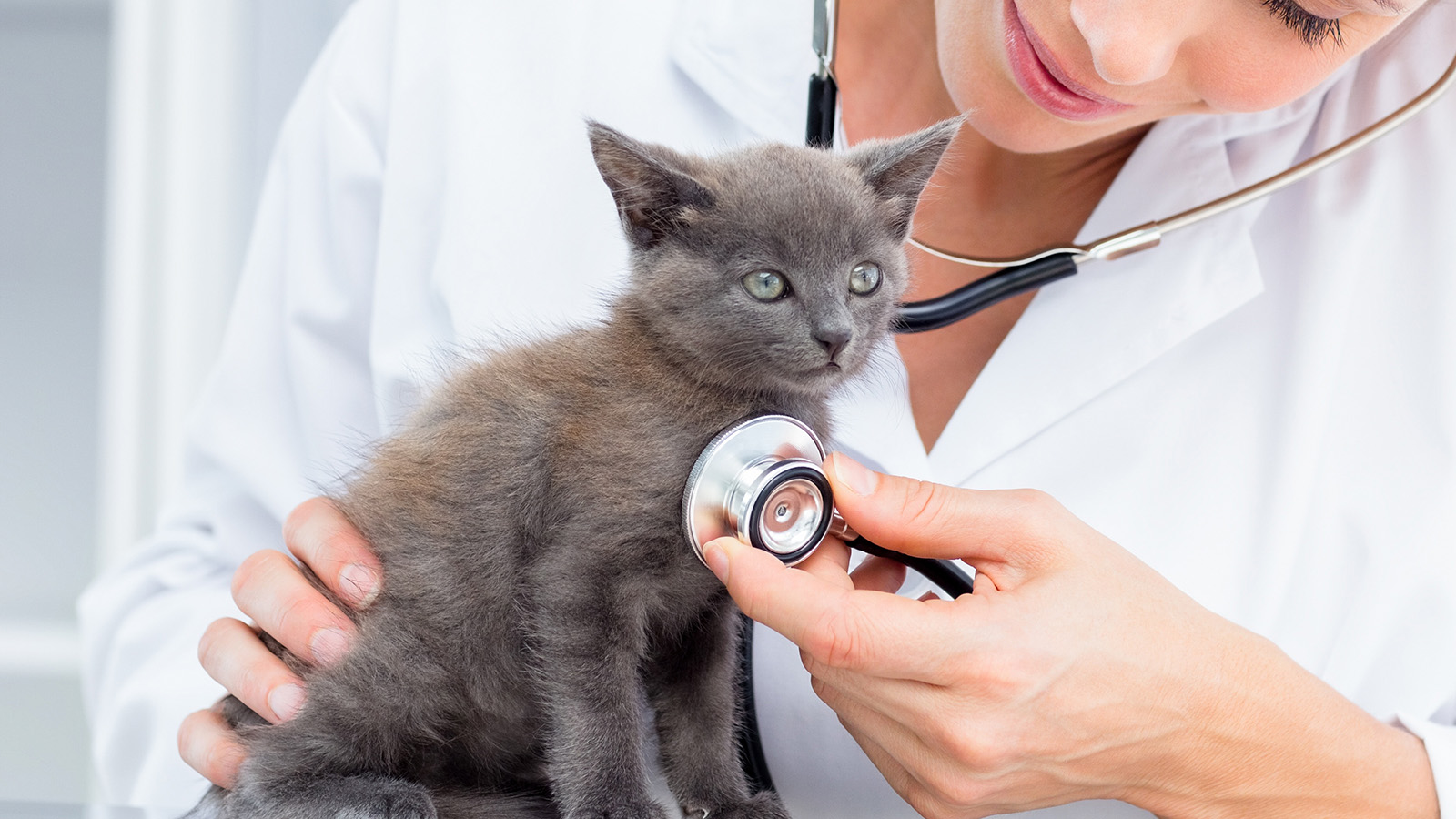 Sovereign Vet Hospital