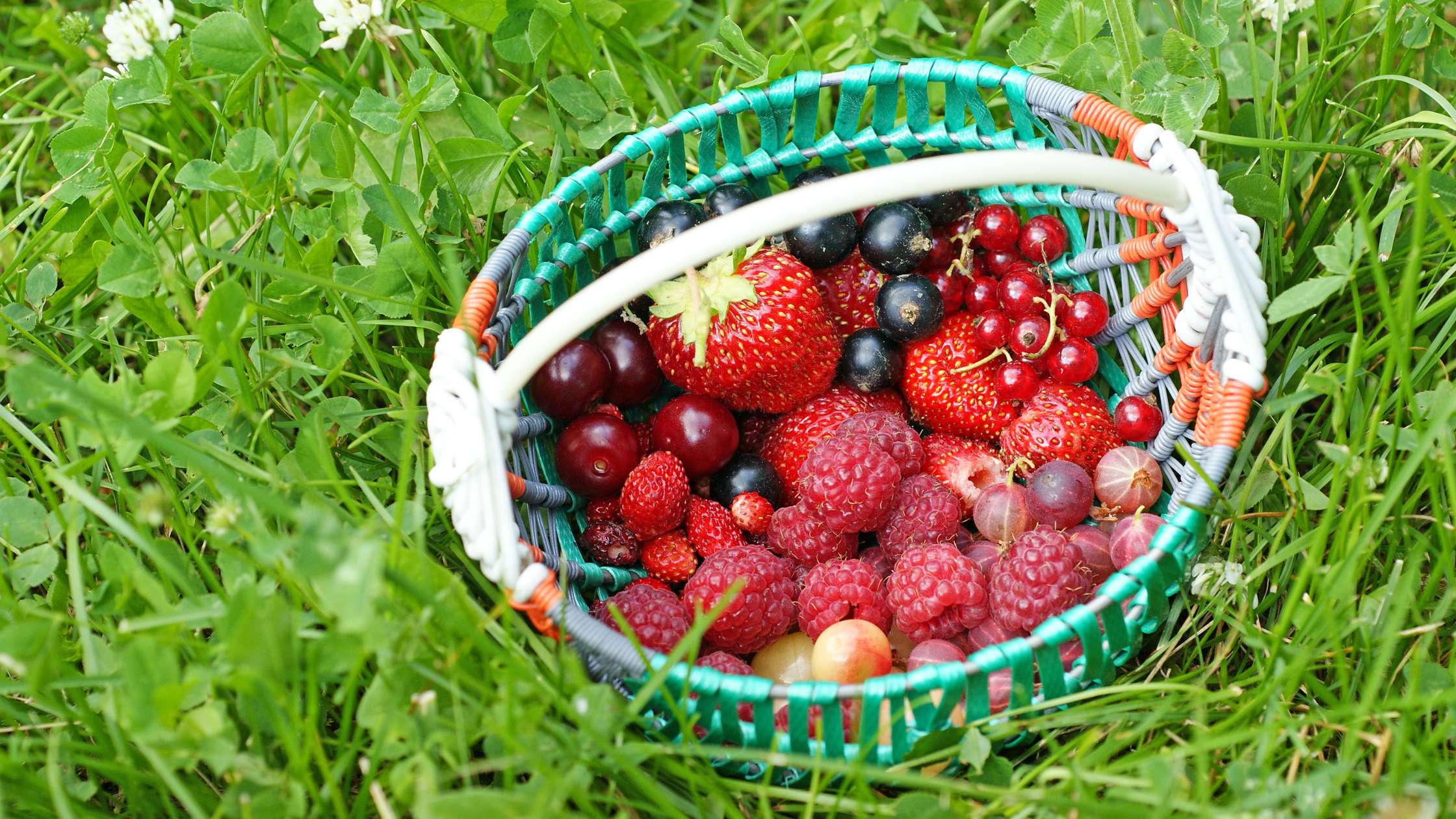 The Ultimate Guide To Choosing The Right Gardening Basket