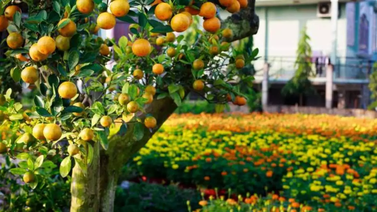 15 Best Florida Landscaping Ideas You'll Love