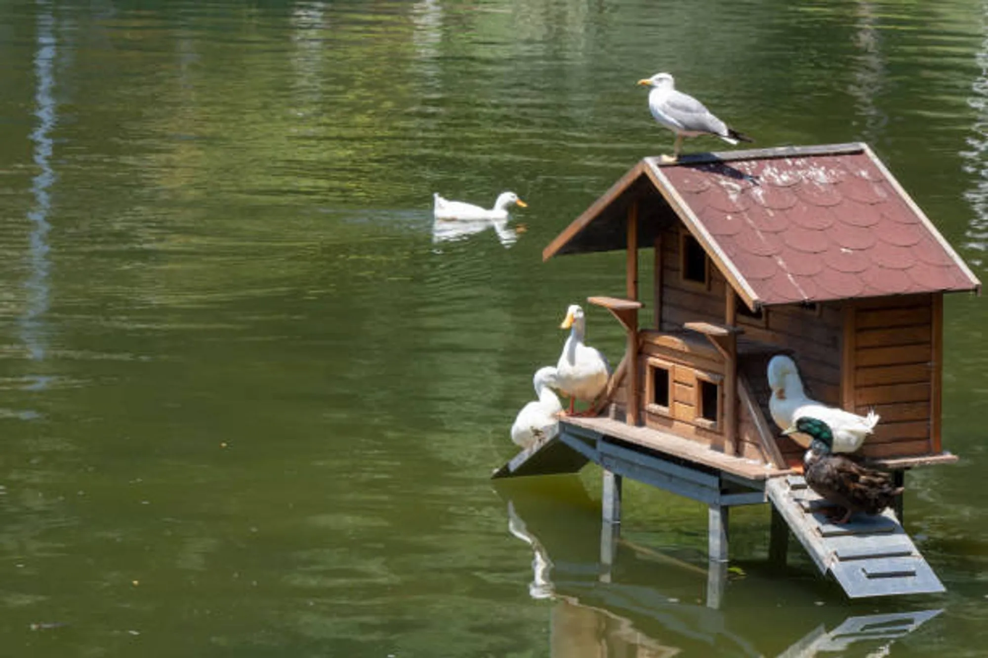 17 Best And Creative Duck House Ideas for Your Garden Pond