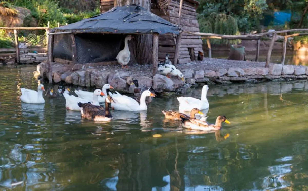 17 Best And Creative Duck House Ideas for Your Garden Pond