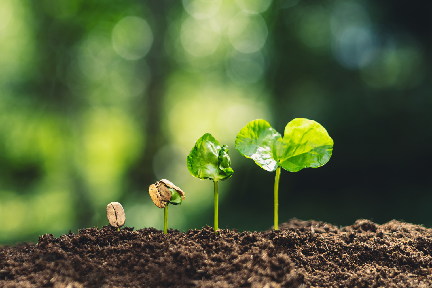 Karmanterra :: Impact