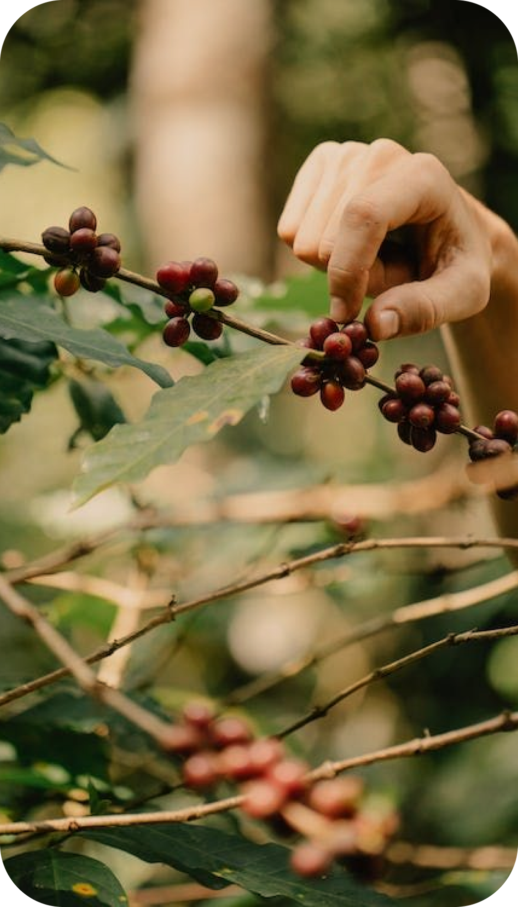 BRIX Coffee Co | Premium Espresso Single Origin Coffee Beans