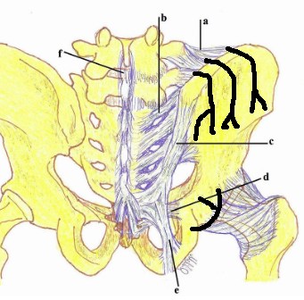 Sacroiliac joint pain | Patient information sheets