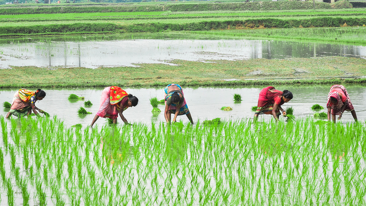 Assessing Resilience Among Fairtrade-Certified Smallholder Farmers and ...