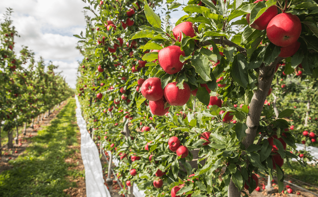The Fresh Fruit Company of New Zealand