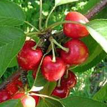 Cherries | Freshco