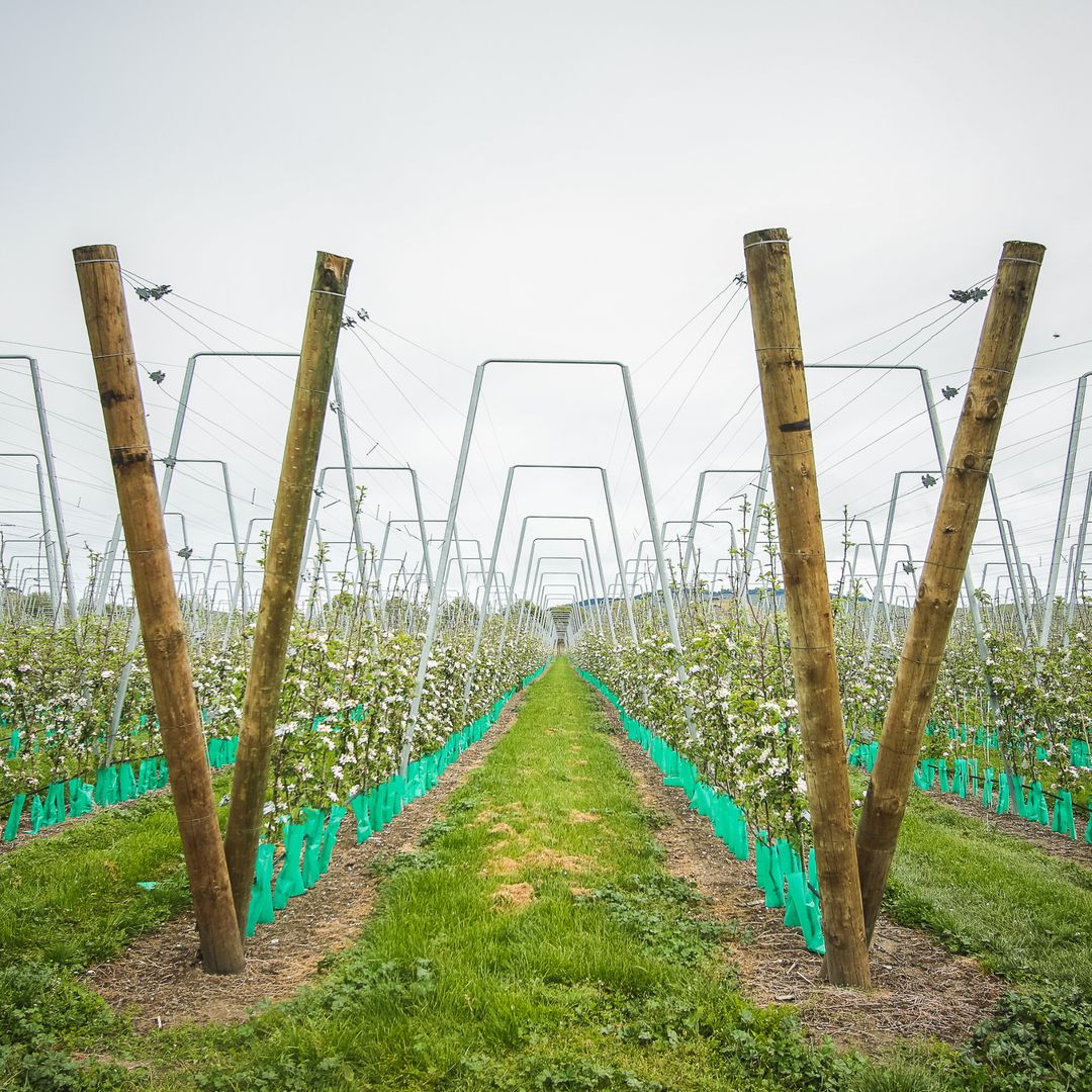 About Us | Freshco