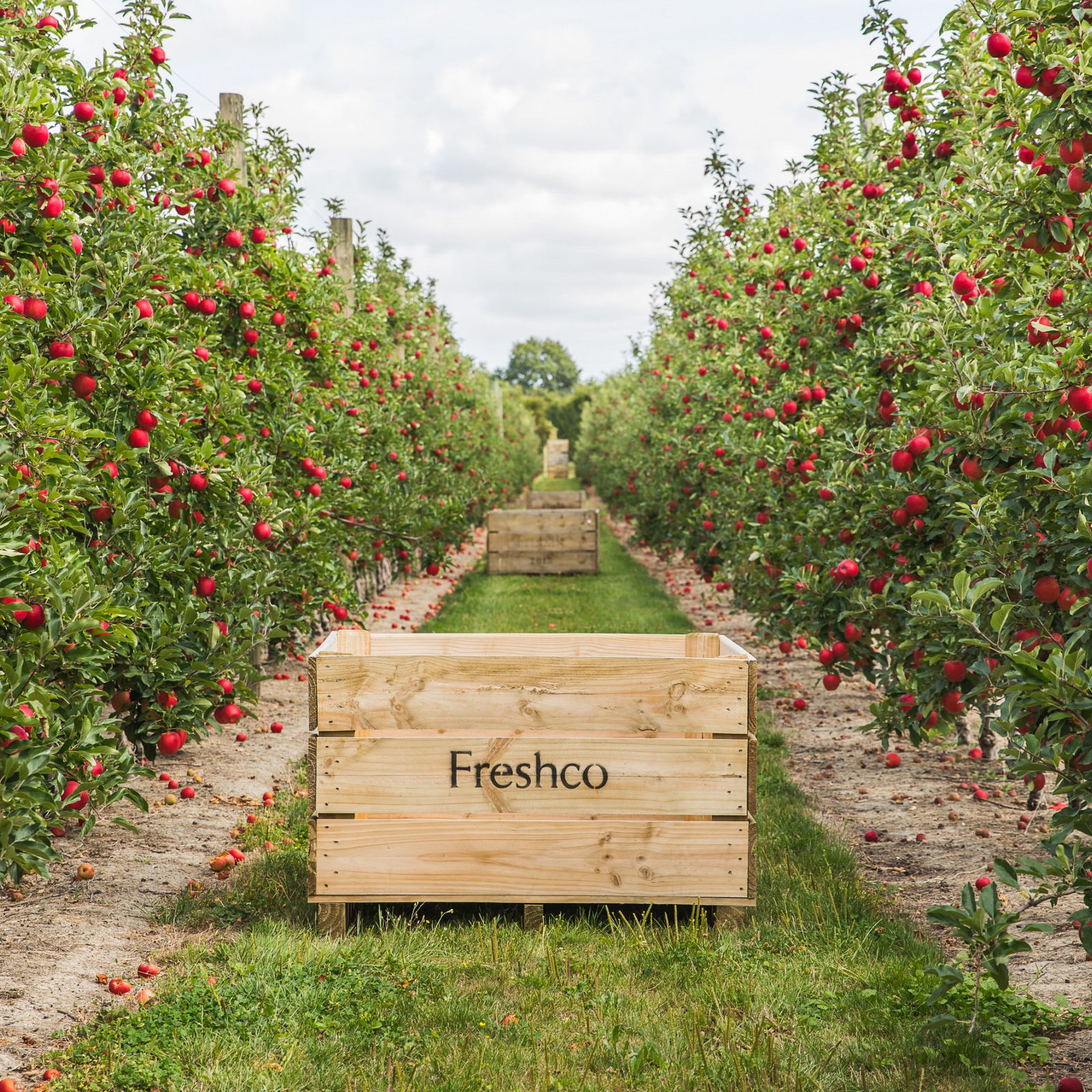 The Fresh Fruit Company of New Zealand