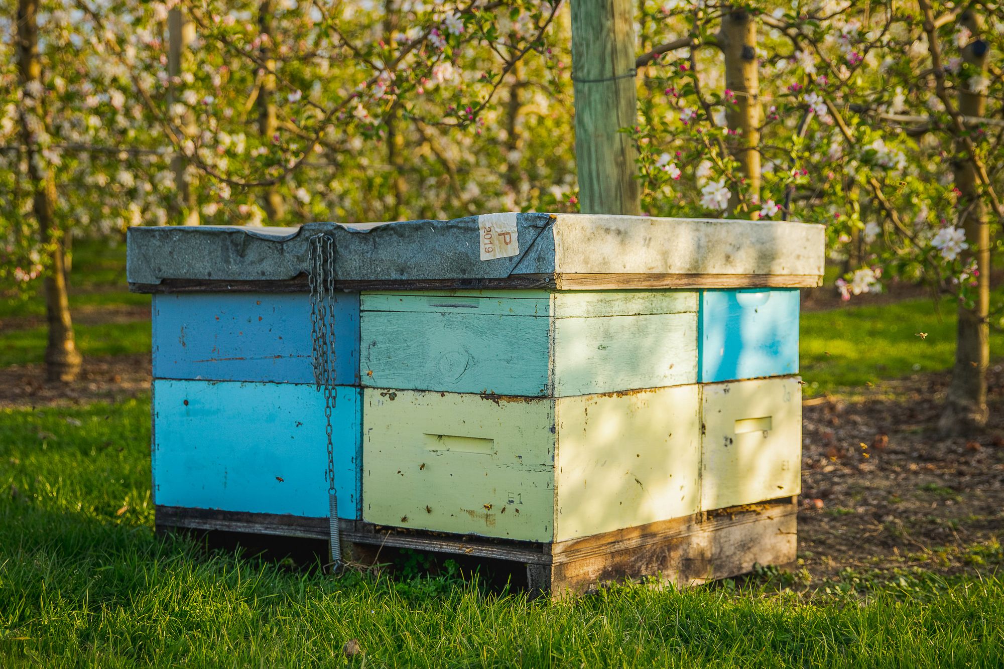 The Fresh Fruit Company of New Zealand