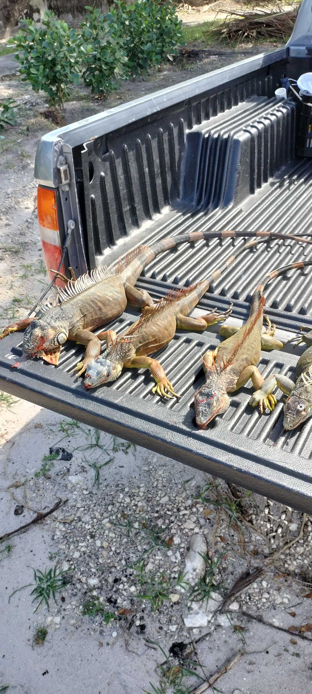 Invasive Ops Miami