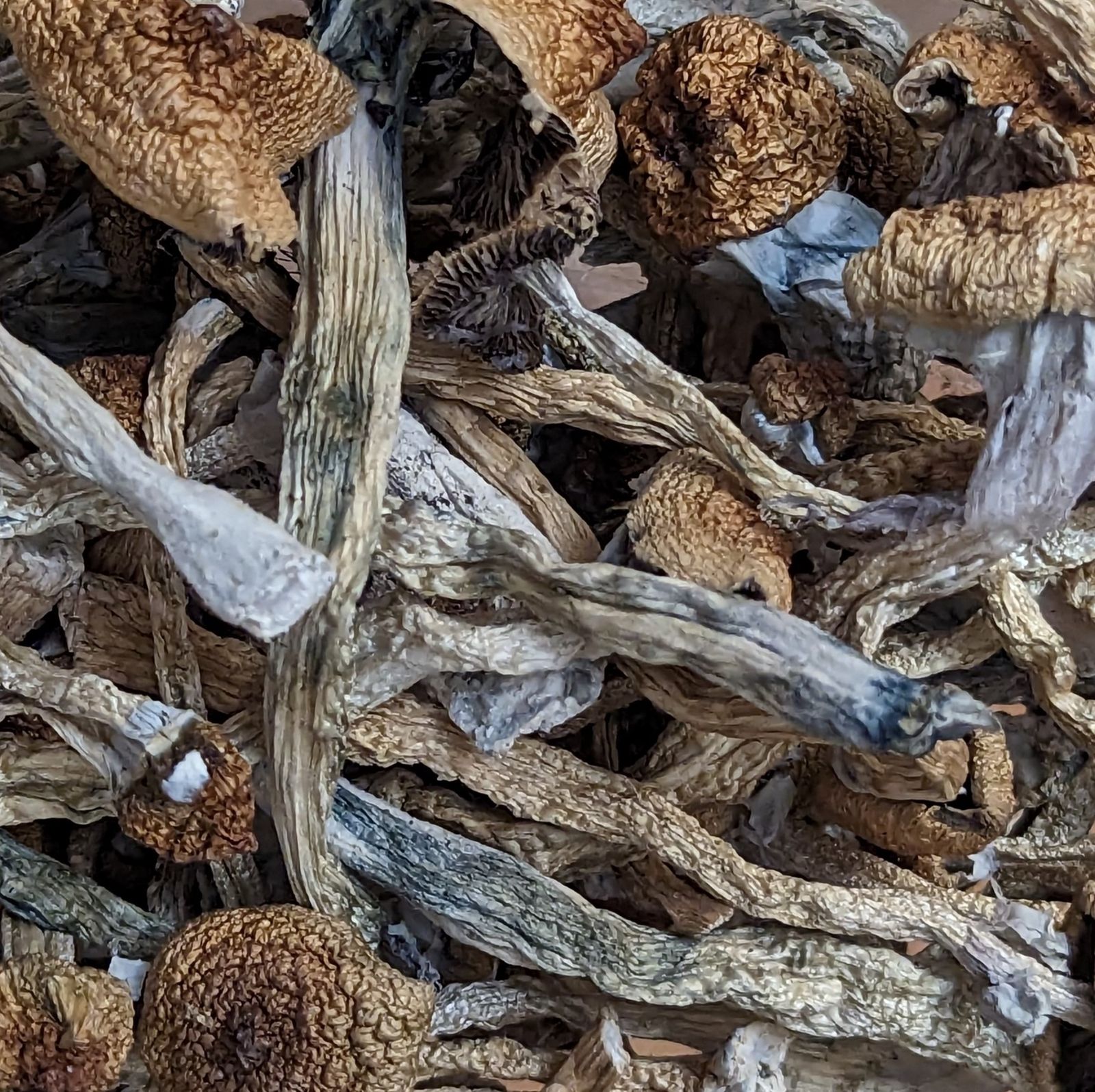 MF Shrooms - Premium Psilocybin in Ann Arbor
