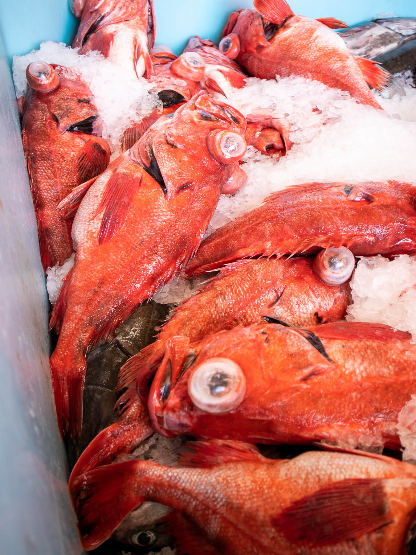 Thornyhead Rockfish | Seafood Directory | H&H Fresh Fish