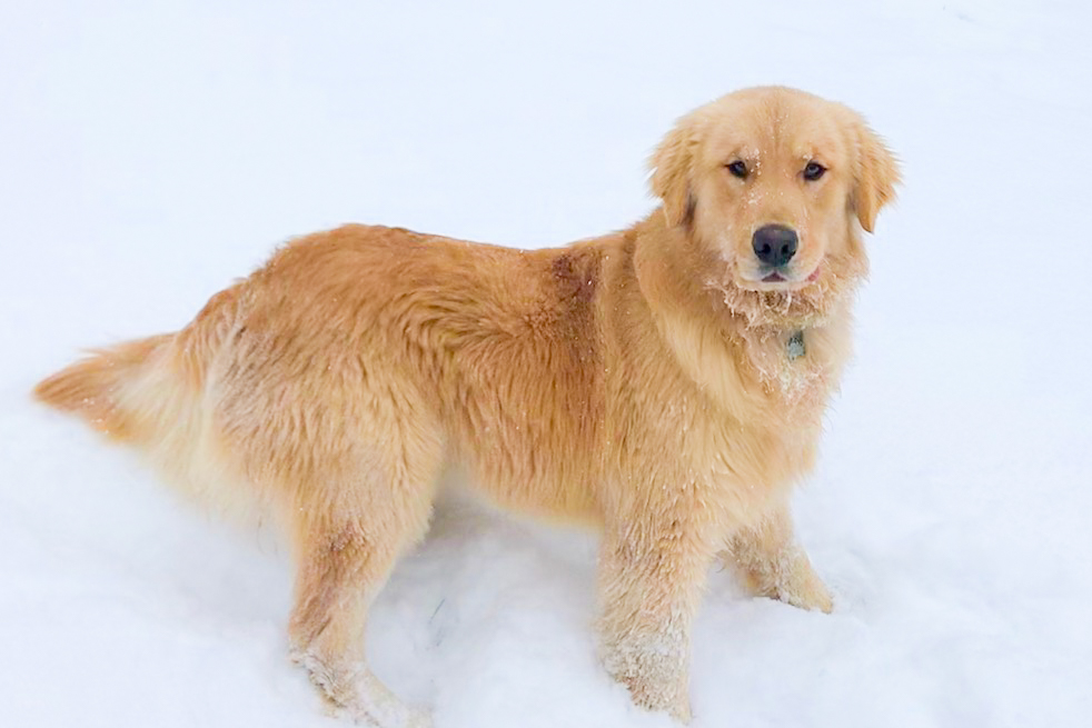 Light Golden Retriever Puppies
