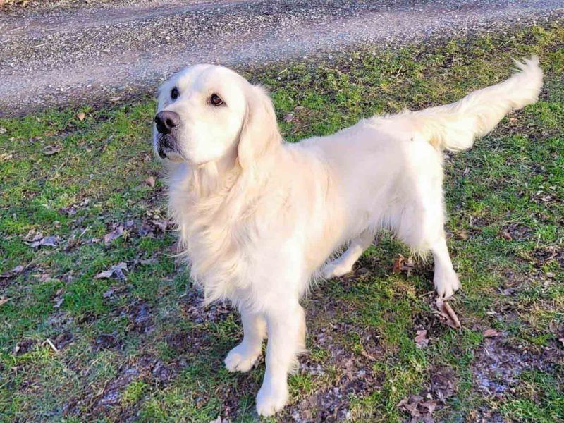 Buckeye Golden Retrievers | English, Dark Red, Golden Retriever Puppies ...