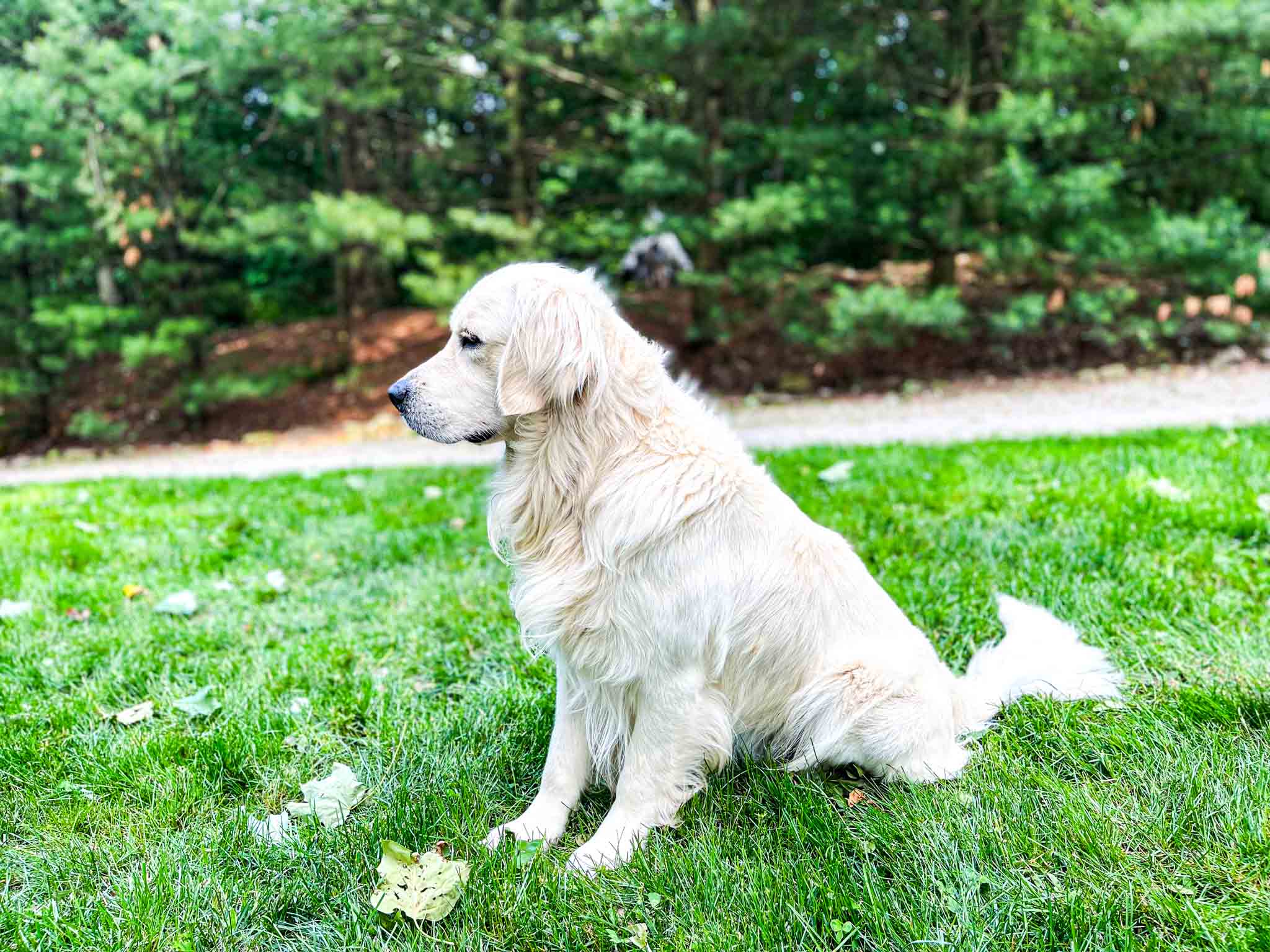 Buckeye Golden Retrievers | English, Dark Red, Golden Retriever Puppies ...