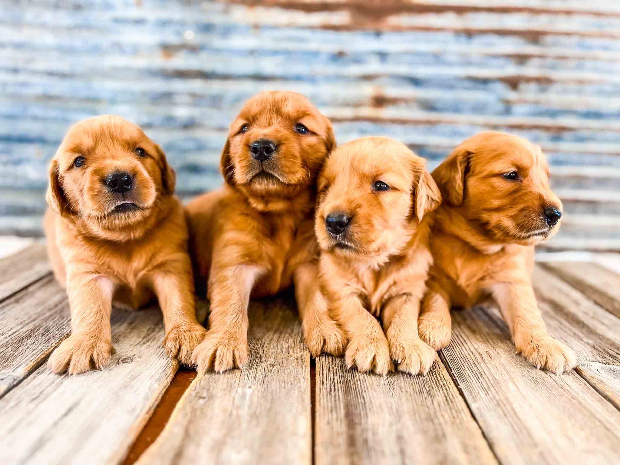 Dark Red Golden Retriever Puppy