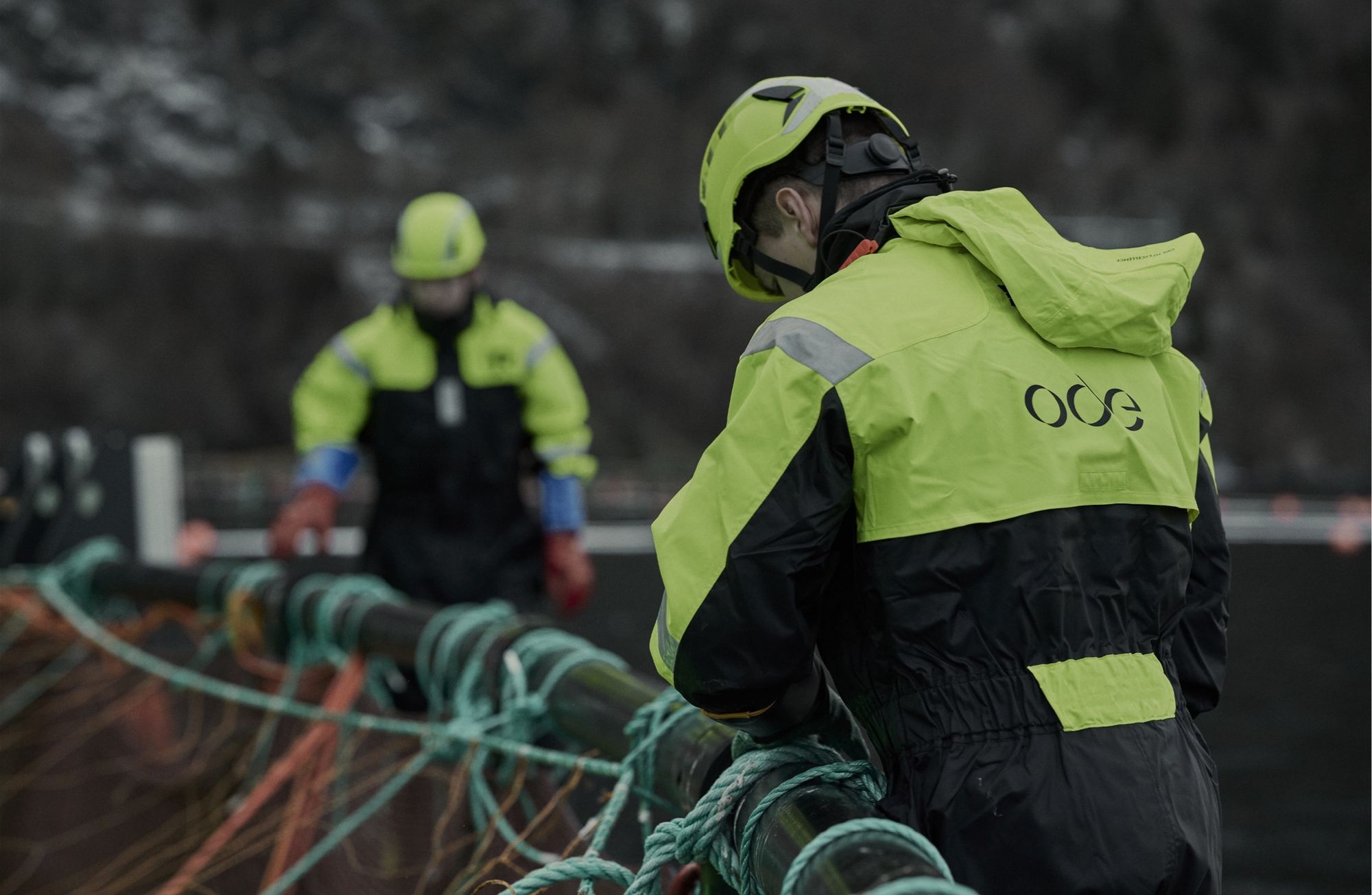 Ode — North Atlantic cod