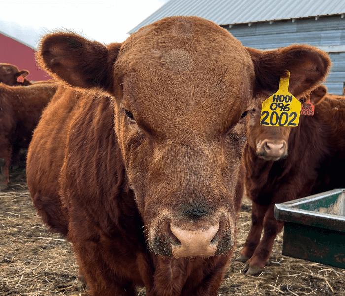 About - Lazy D Red Angus