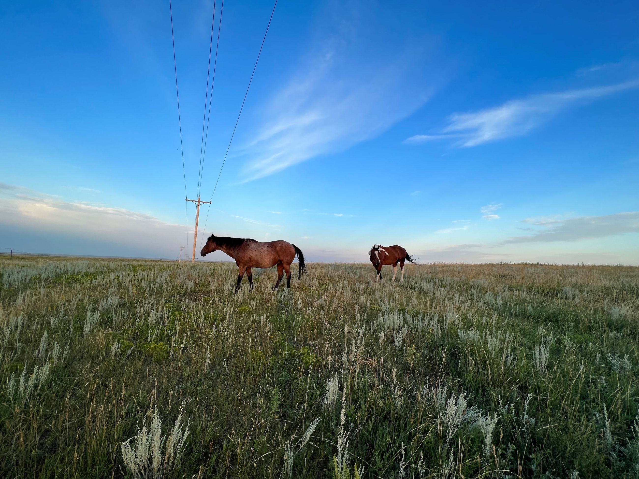 About - Lazy D Red Angus