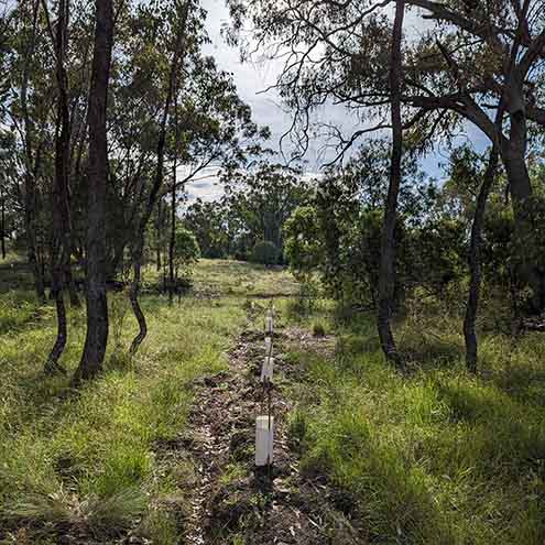 Data-Driven Planting Solutions | Forestme