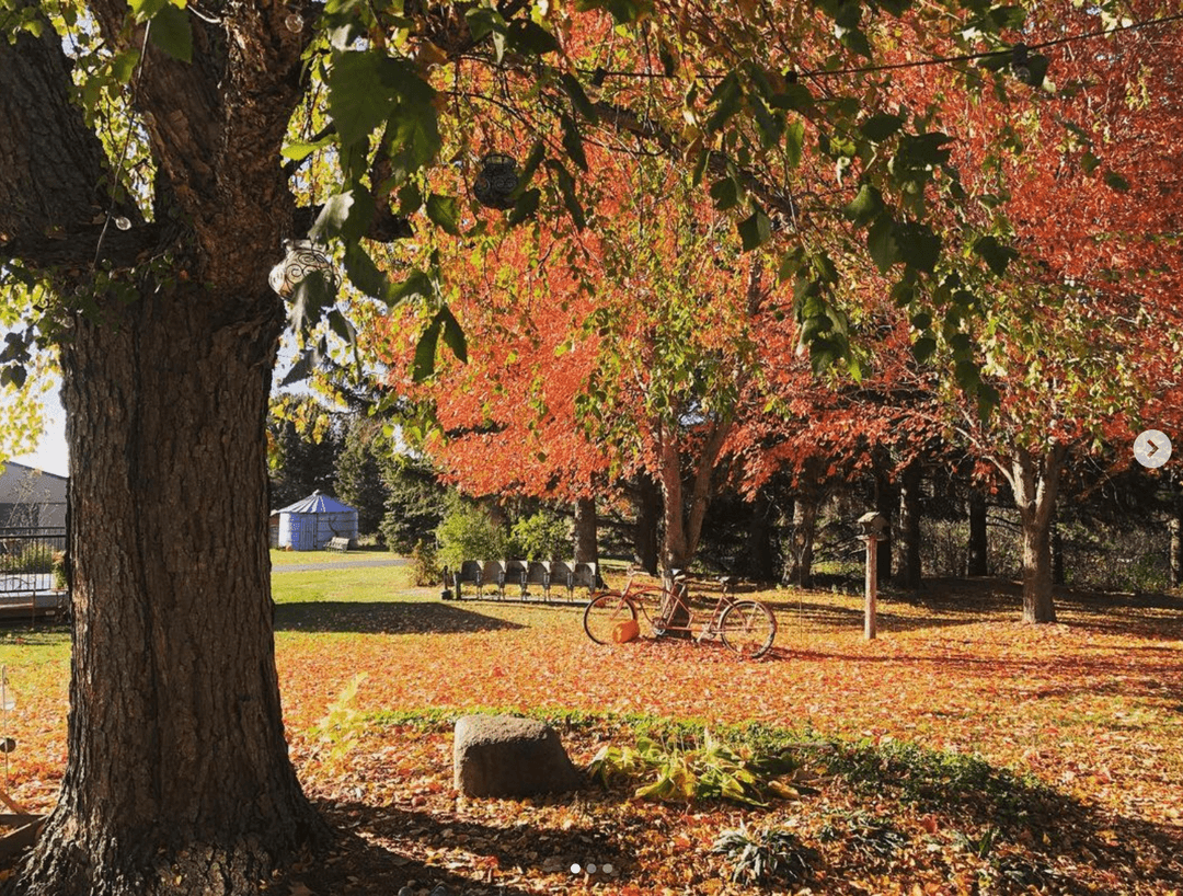 Cady Acres — Twin Cities Area Rustic Wedding Barn Venue