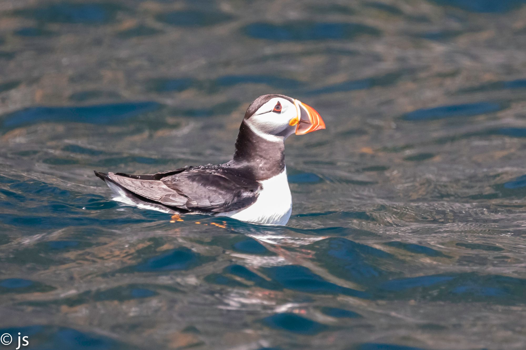Blasket Sea Life Tours - Explore Ireland's Coastal Waters