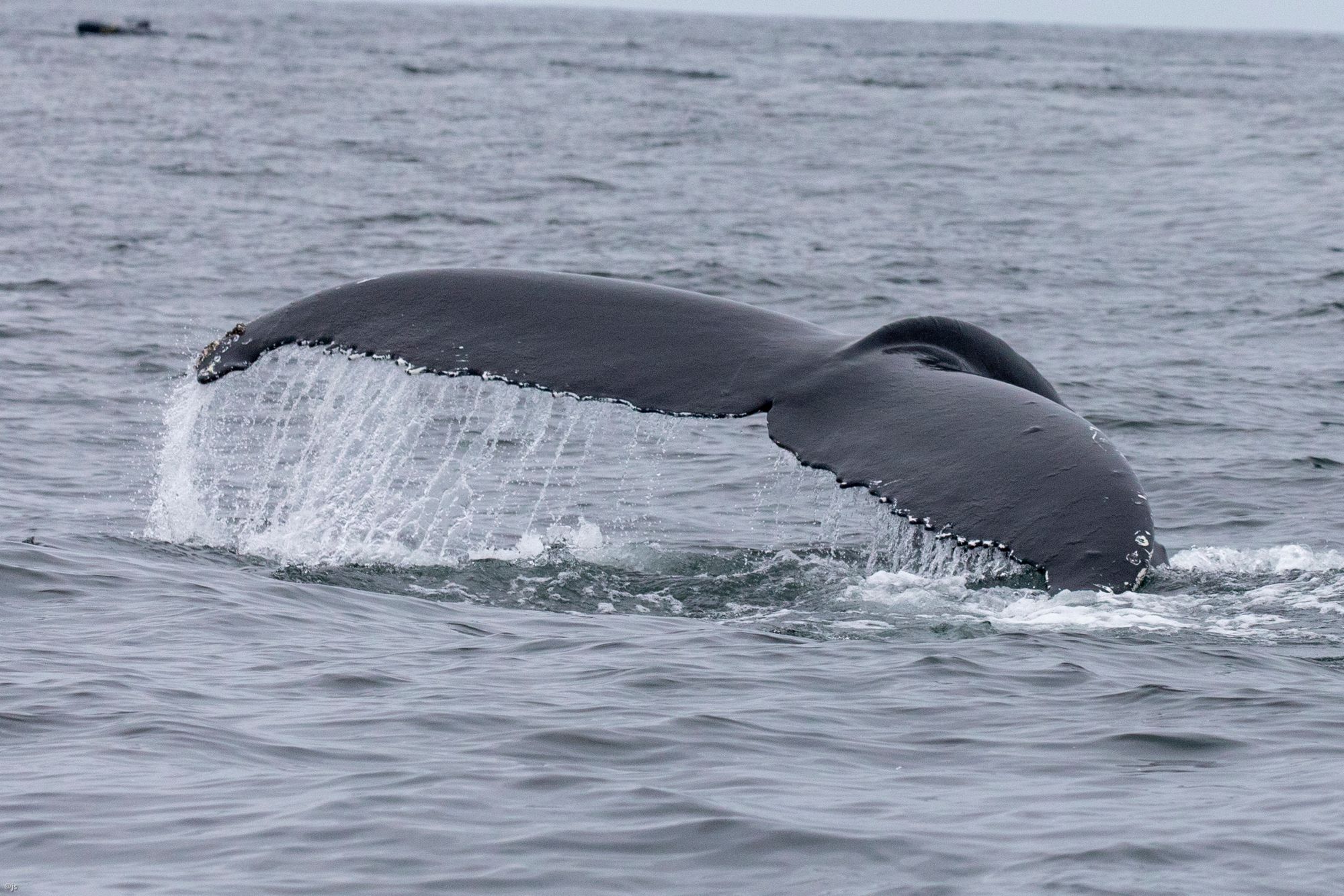 Blasket Sea Life Tours - Explore Ireland's Coastal Waters