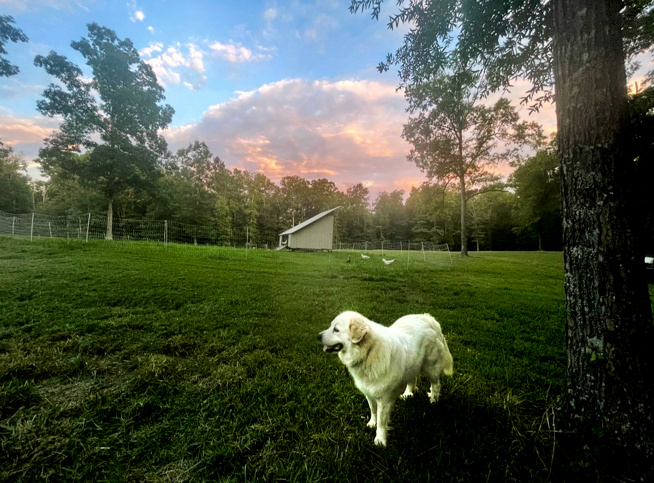 Southern Pine Farm | Organic Produce & Free Range Eggs