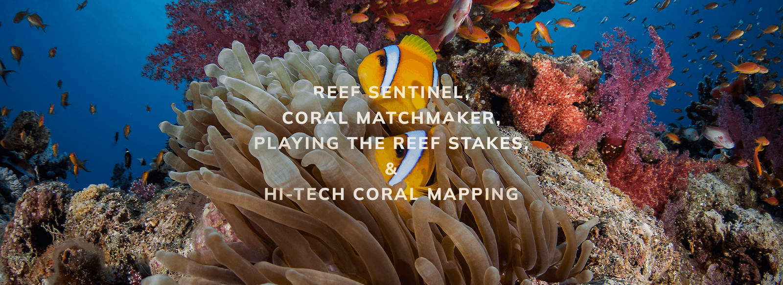 Coral Champions