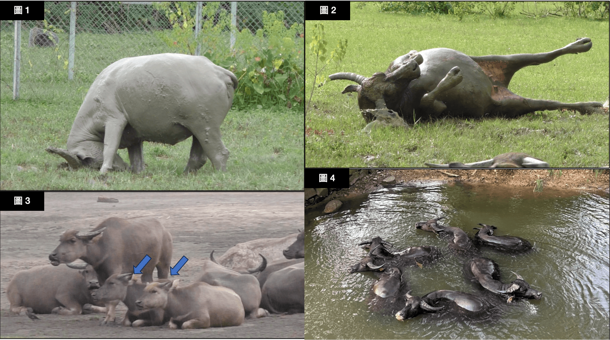 CityU Buffalo Project