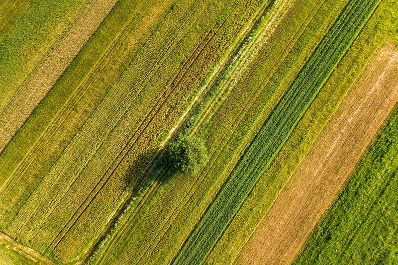 Cordulus | Rethinking Weather