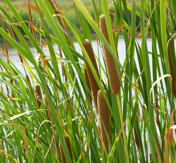 Reed bed filtration Installation across Norfolk and Suffolk