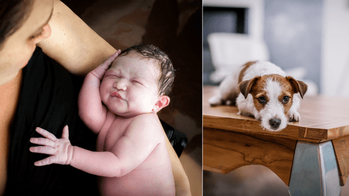 Dog Meets Baby (Dominika's Account)