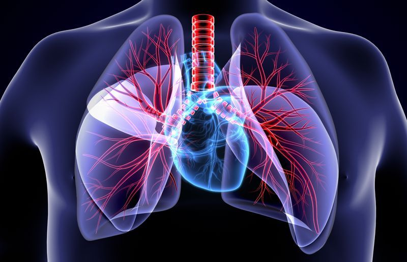 The Heart Is What to the Lungs? | Carda Health