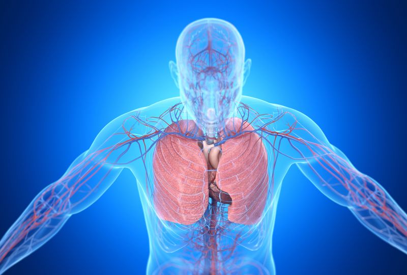 What Is the Cardiopulmonary System? | Carda Health