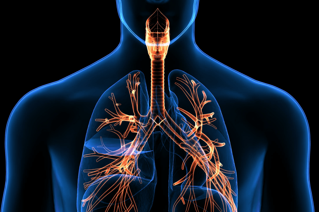 What Organs Make Up the Respiratory System? | Carda Health