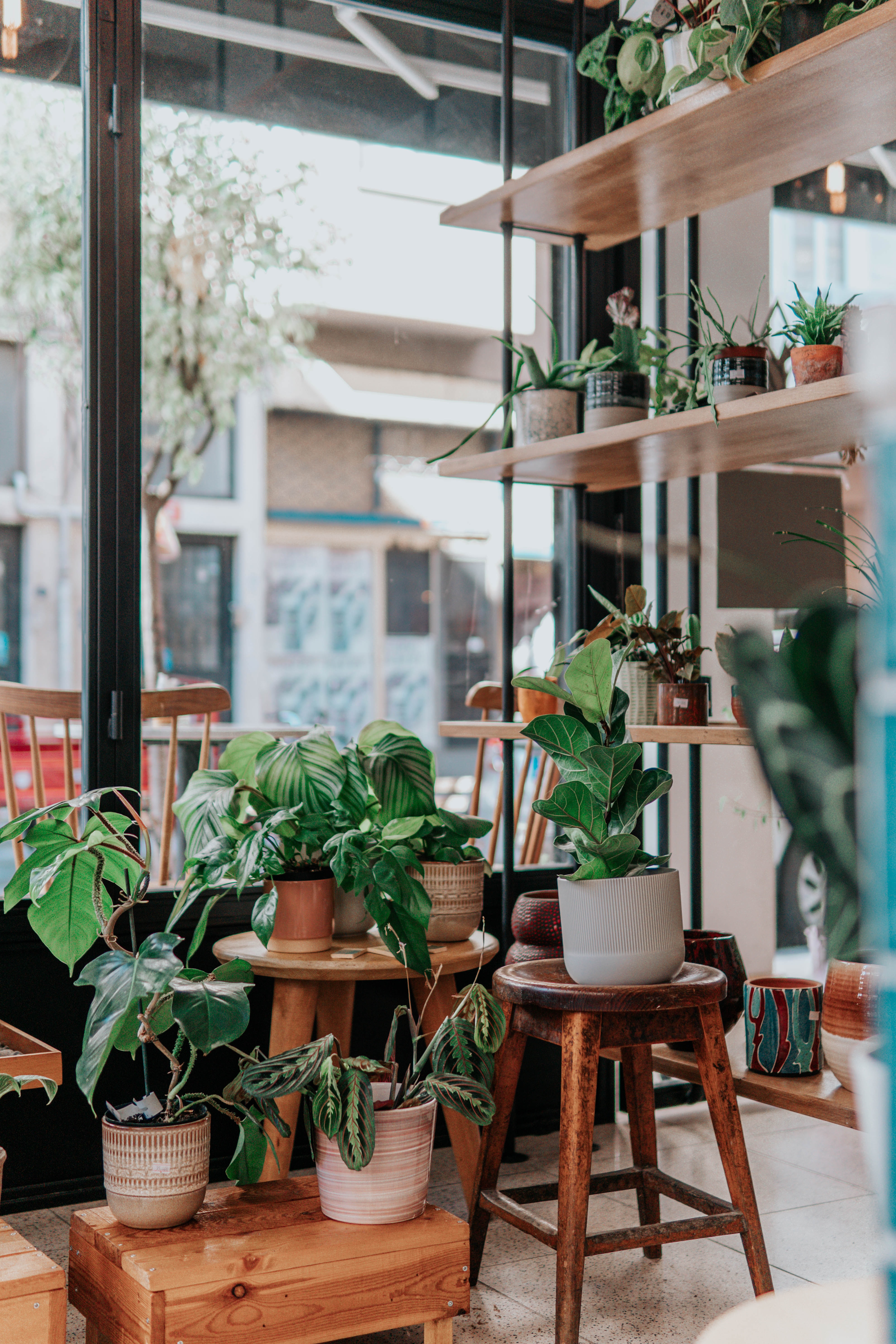 10 best indoor plants for a greener and healthier home