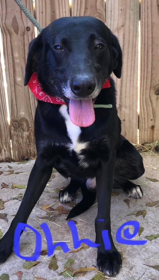 Adopt a Dog in Tyler, Texas - Nicholas' Pet Haven