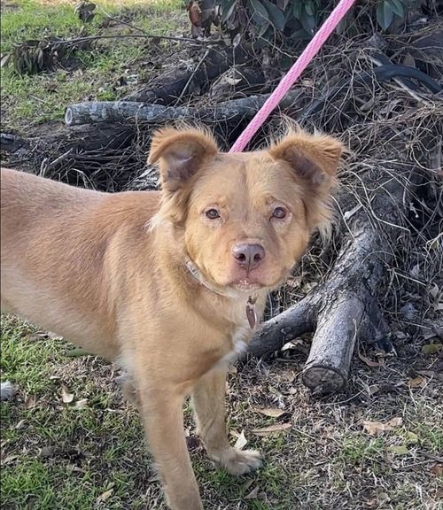 Adopt a Dog in Tyler, Texas - Nicholas' Pet Haven