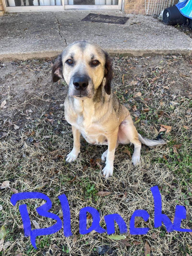 Adopt a Dog in Tyler, Texas - Nicholas' Pet Haven