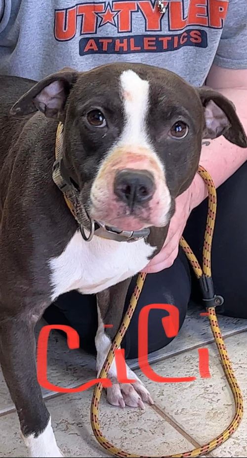 Adopt a Dog in Tyler, Texas - Nicholas' Pet Haven