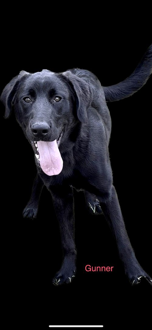 Nicholas' Pet Haven - Animal Shelter in Tyler, Texas