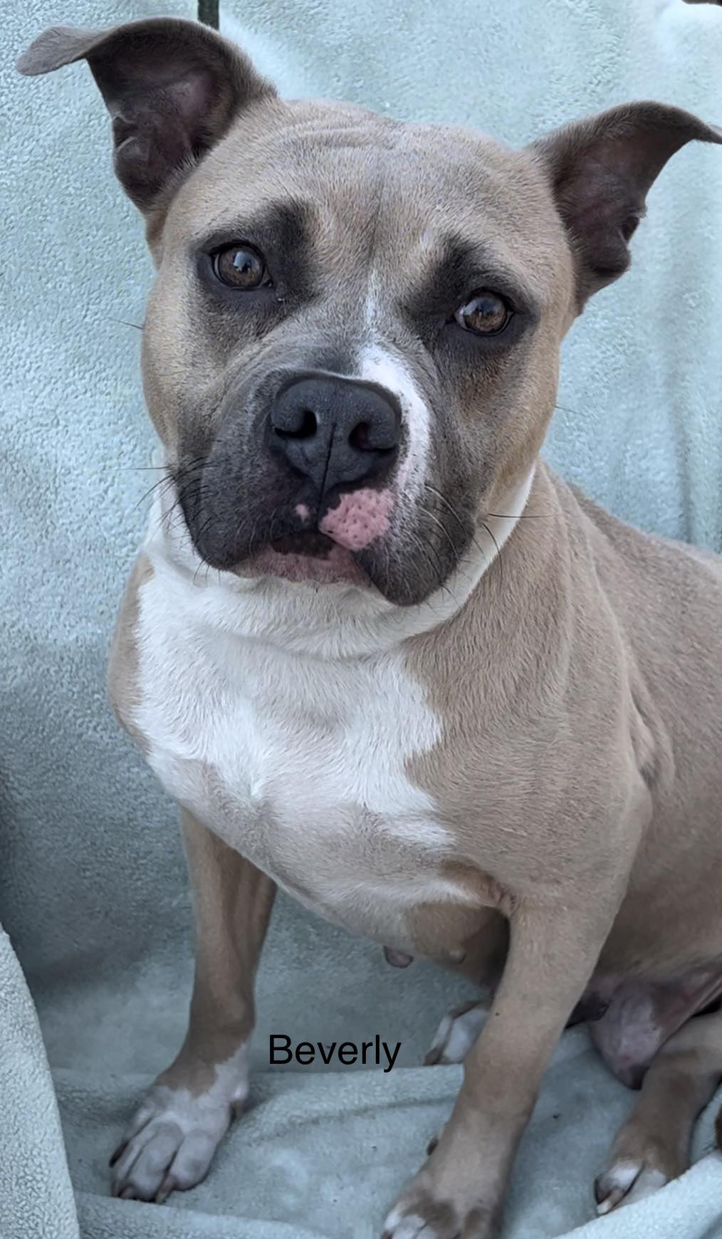 Adopt a Dog in Tyler, Texas - Nicholas' Pet Haven