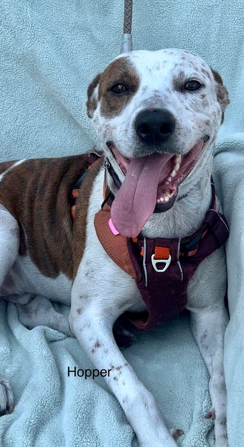 Adopt a Dog in Tyler, Texas - Nicholas' Pet Haven