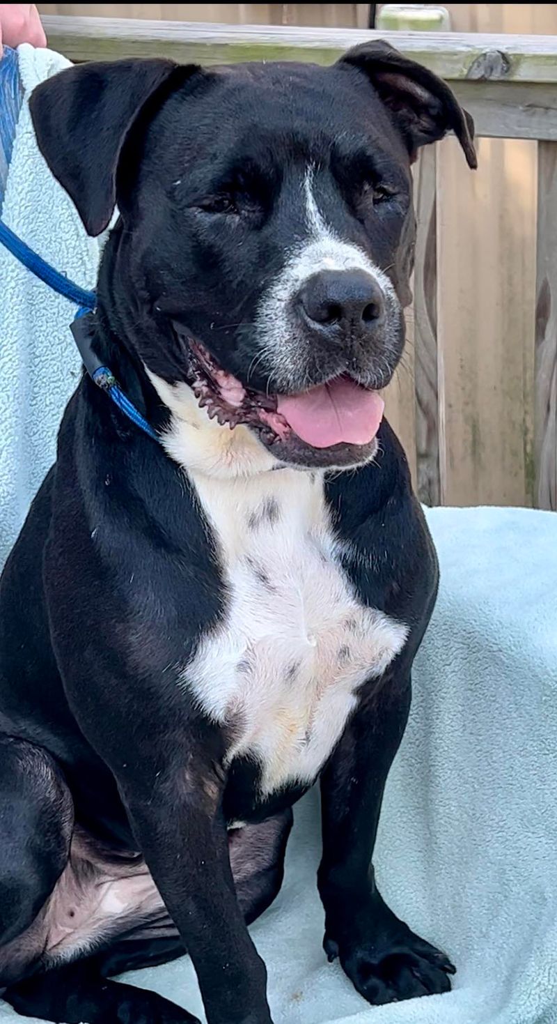 Adopt a Dog in Tyler, Texas - Nicholas' Pet Haven