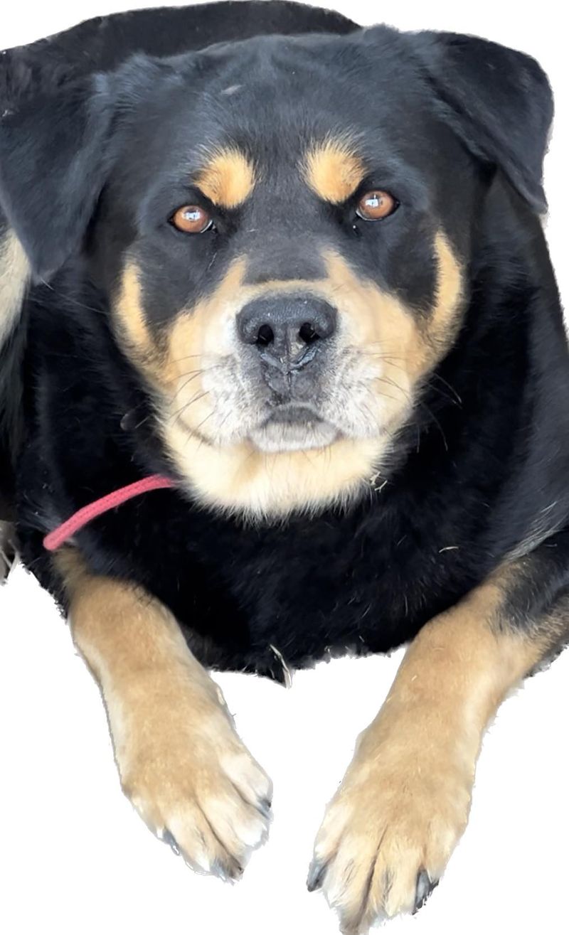 Adopt a Dog in Tyler, Texas - Nicholas' Pet Haven