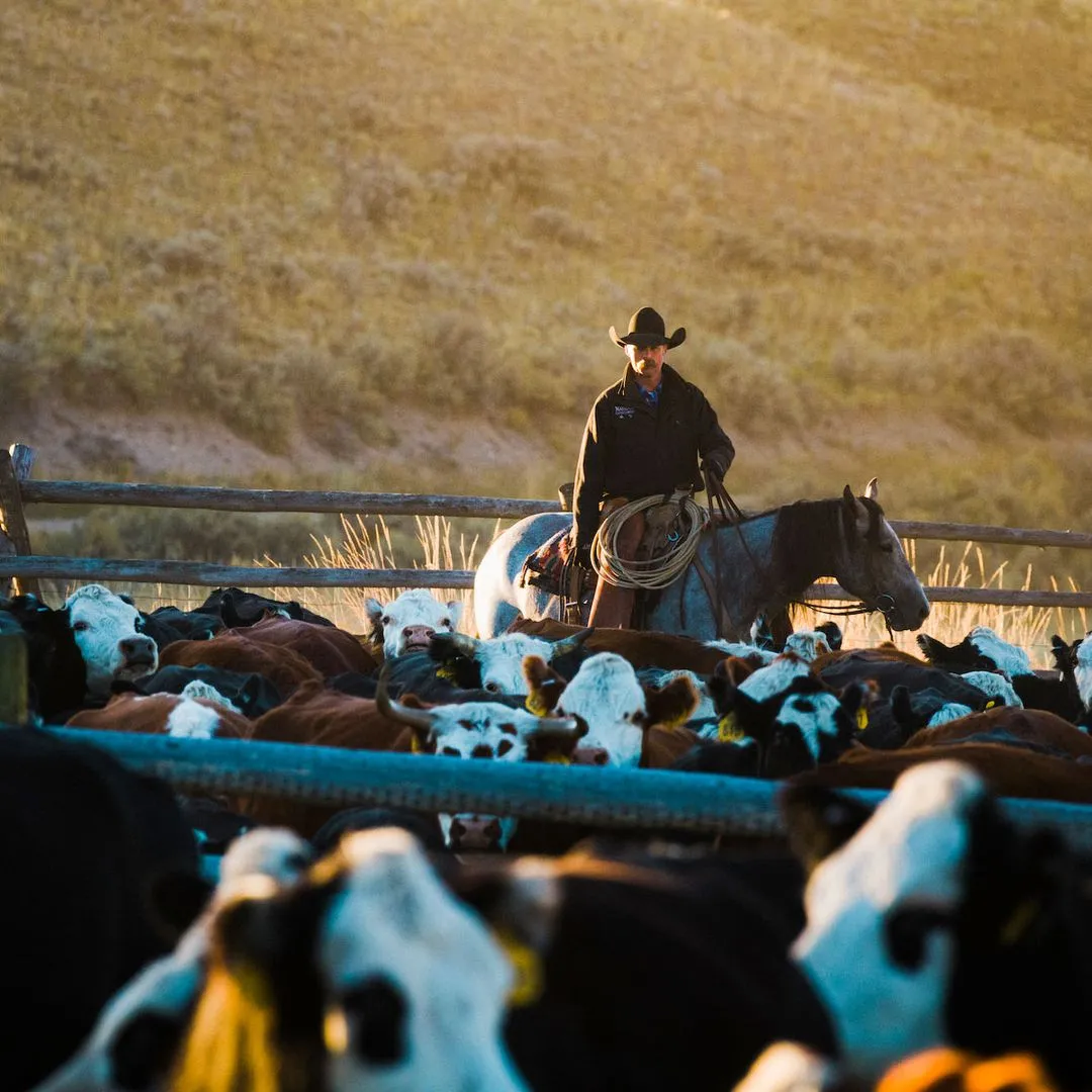 The Beaverhead and Selkirk - Matador Ranch and Cattle