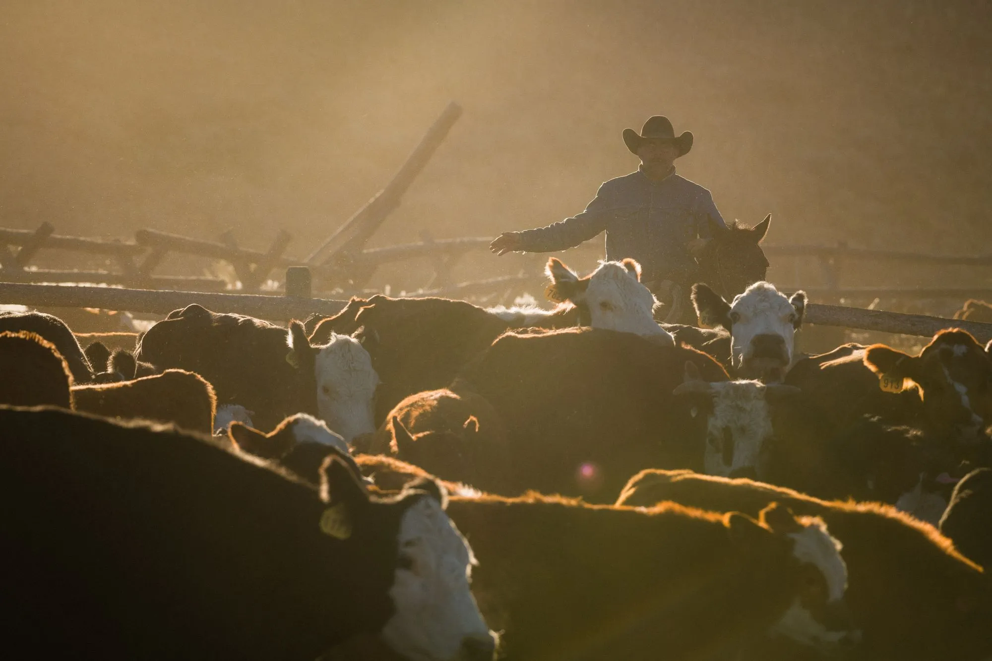 The Beaverhead and Selkirk - Matador Ranch and Cattle